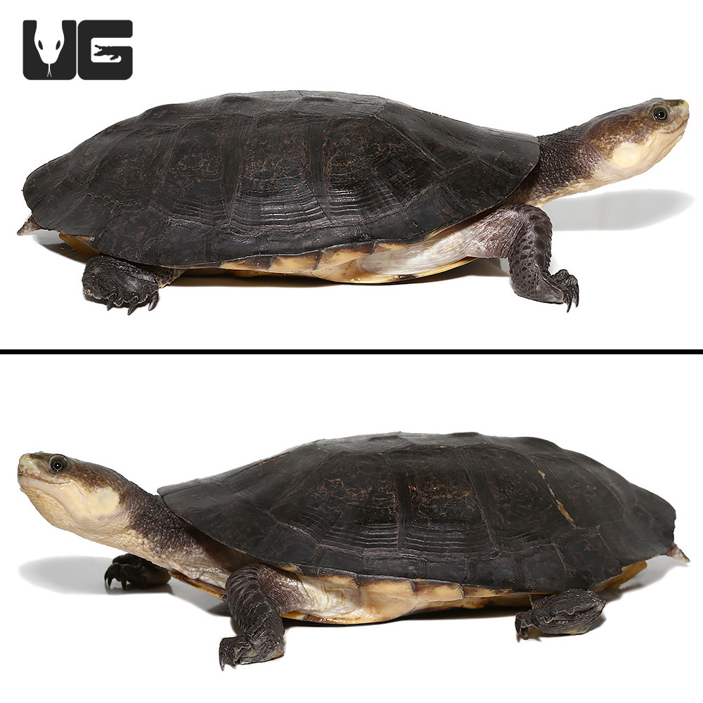Turtles/Tortoises | Page 2 | FaunaClassifieds