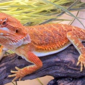 Capital Dragons - Canada's source for extreme bearded dragon color ...