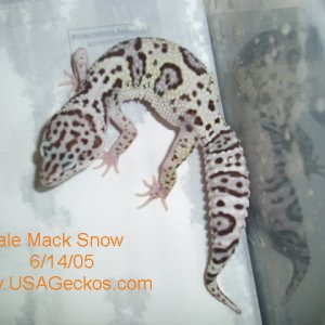 Male Mack Snow | FaunaClassifieds