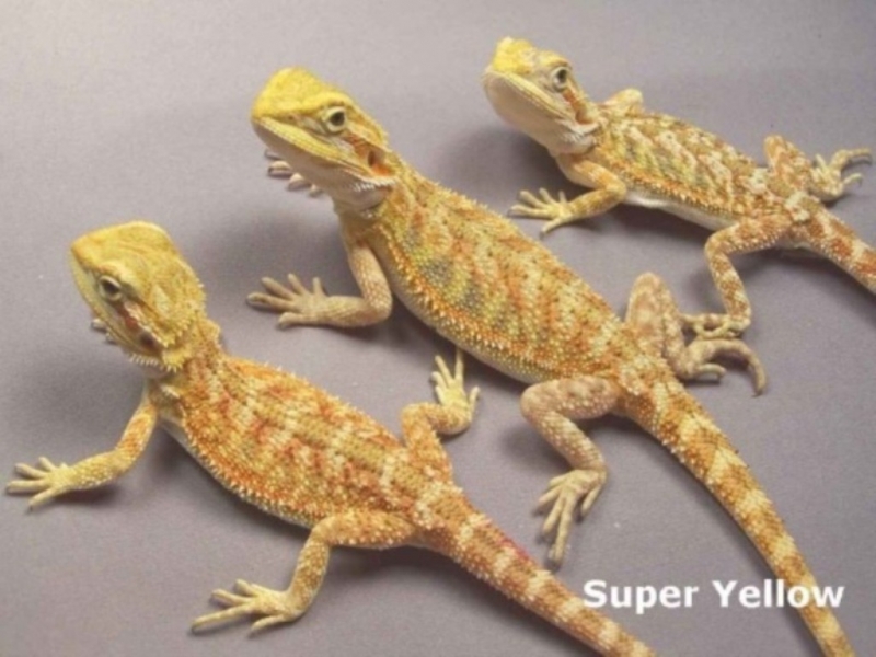 Capital Dragons - Canada's source for extreme bearded dragon color ...
