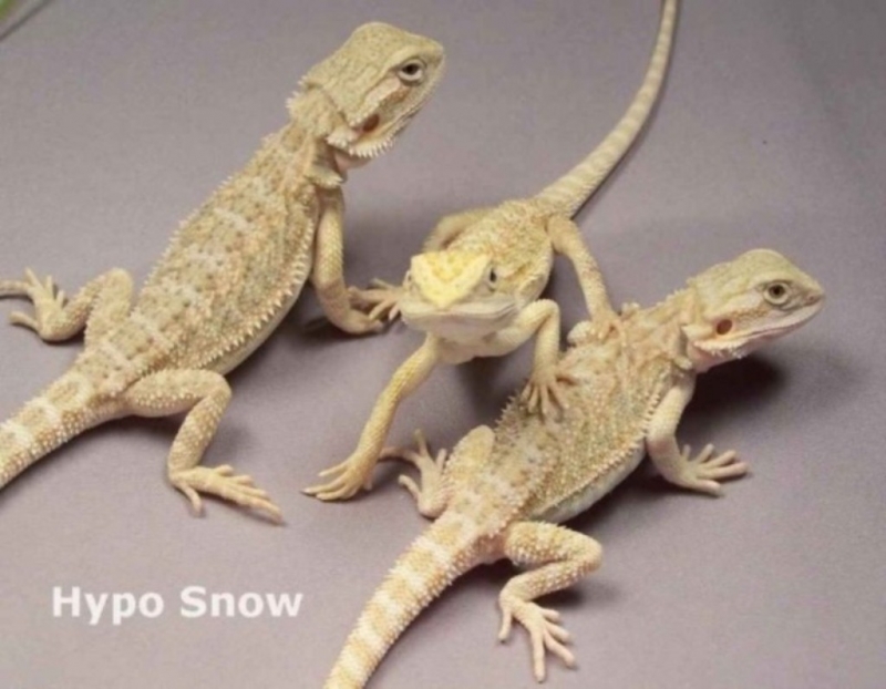Capital Dragons - Canada's source for extreme bearded dragon color ...