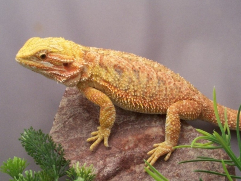 Capital Dragons - Canada's source for extreme bearded dragon color ...