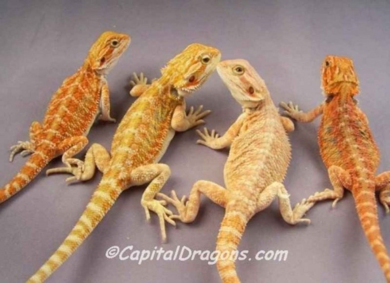 Capital Dragons - Canada's source for extreme bearded dragon color ...