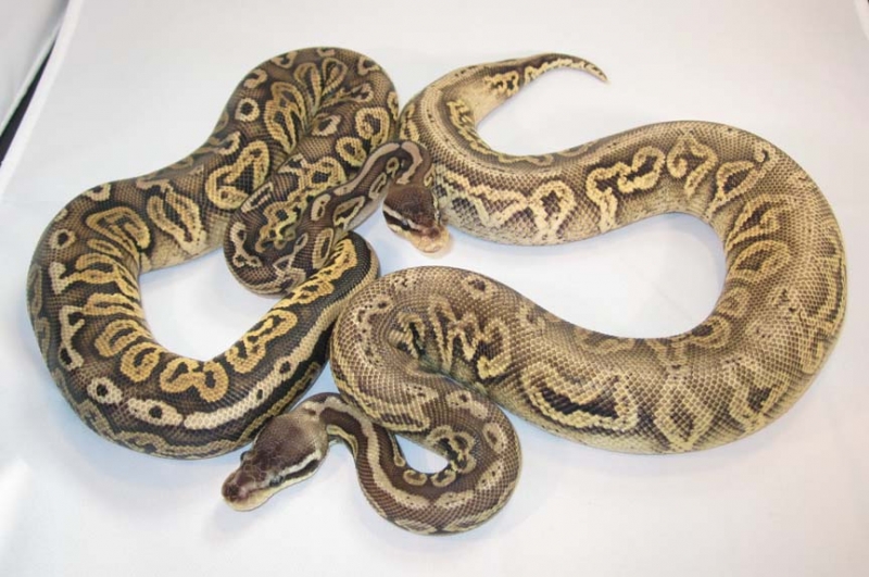 Black Pewter Ball Python