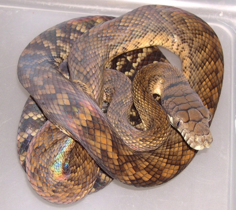 Wamena Scrub Python - FaunaClassifieds Photo Gallery