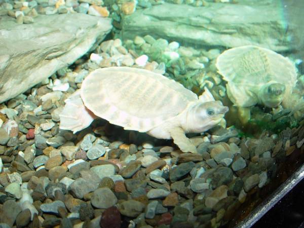 Albino Fly River Turtle