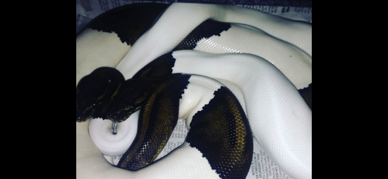Panda Pied Ball Python