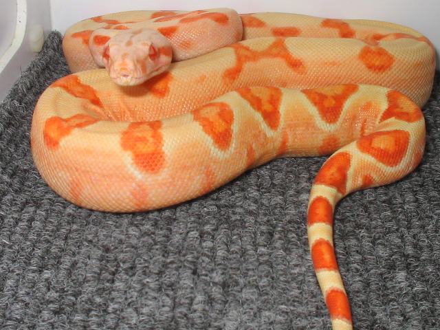 coral sunglow boa - FaunaClassifieds Photo Gallery