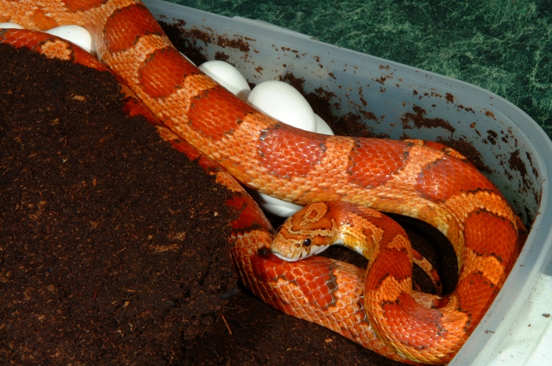 Hypomelanistic Bloodred Corn Snake