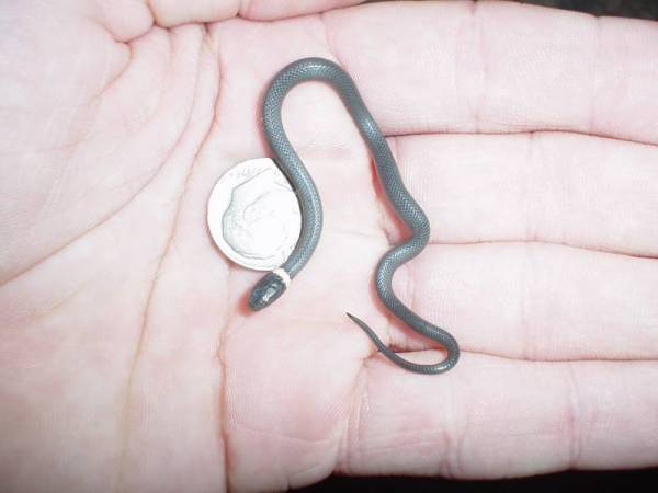 Baby Ringneck Snake