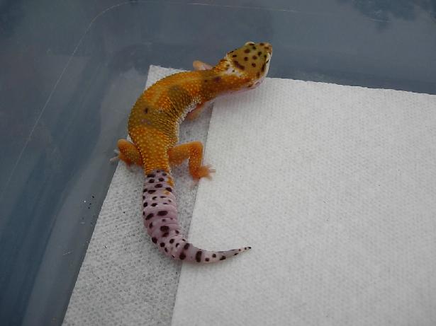 i must admit i have been hoarding geckos here at r2 reptiles ...